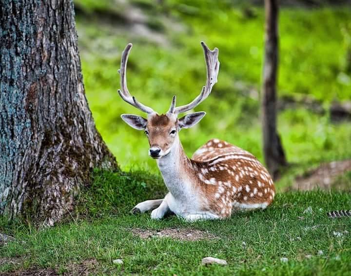 Vicces képek, humoros videók cicákról, kutyákról, egyéb aranyos ...