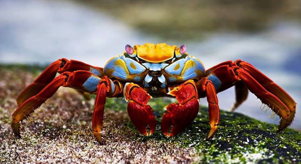 Vicces képek, humoros videók cicákról, kutyákról, egyéb aranyos ...